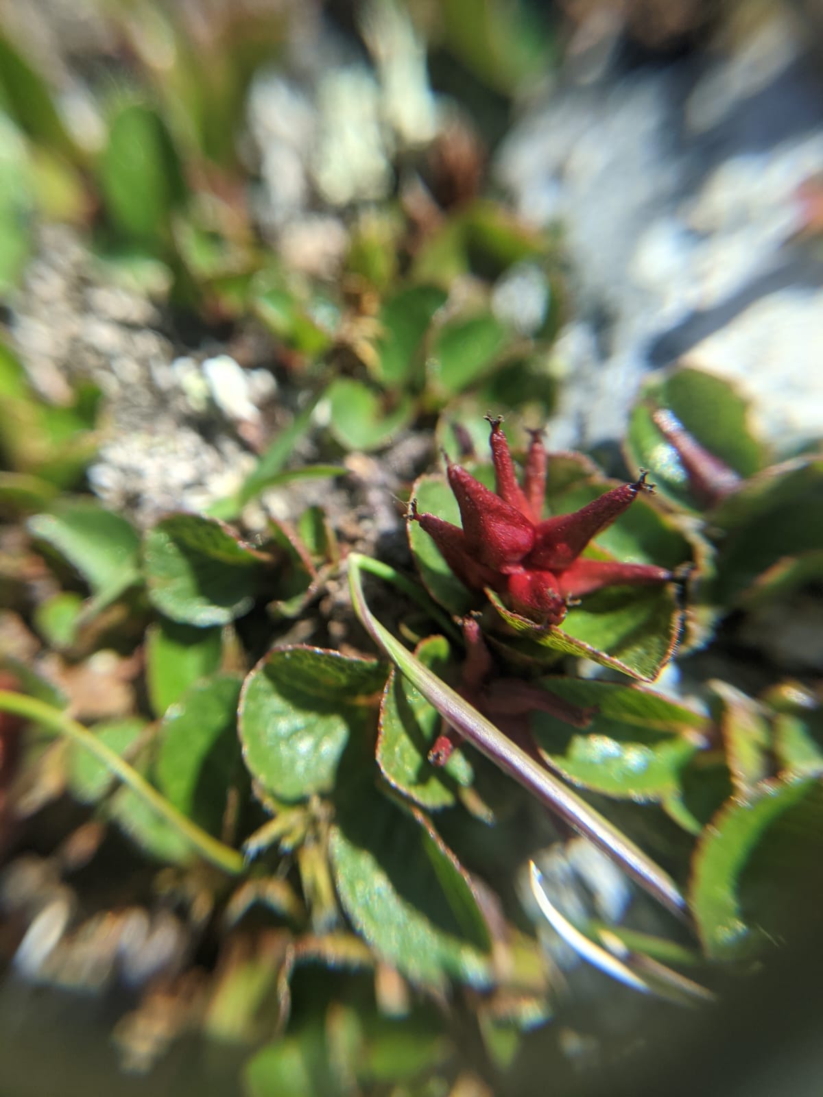 Montane Heath Restoration - Carneddau