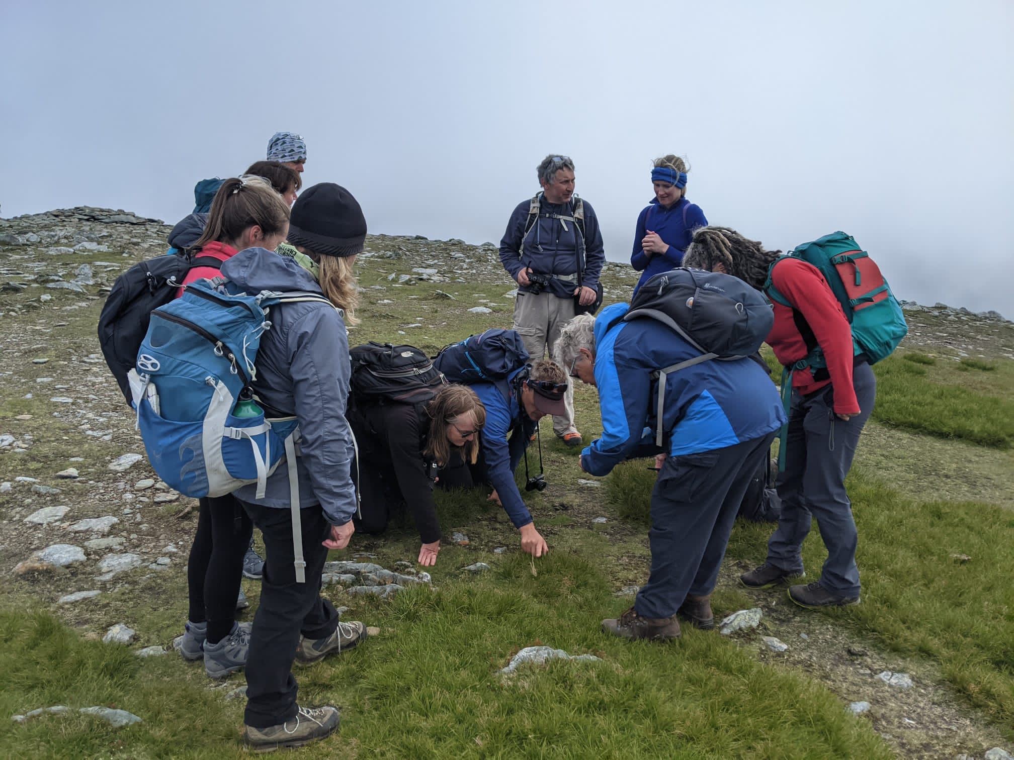 Montane Heath Restoration - Carneddau Landscape Partnership