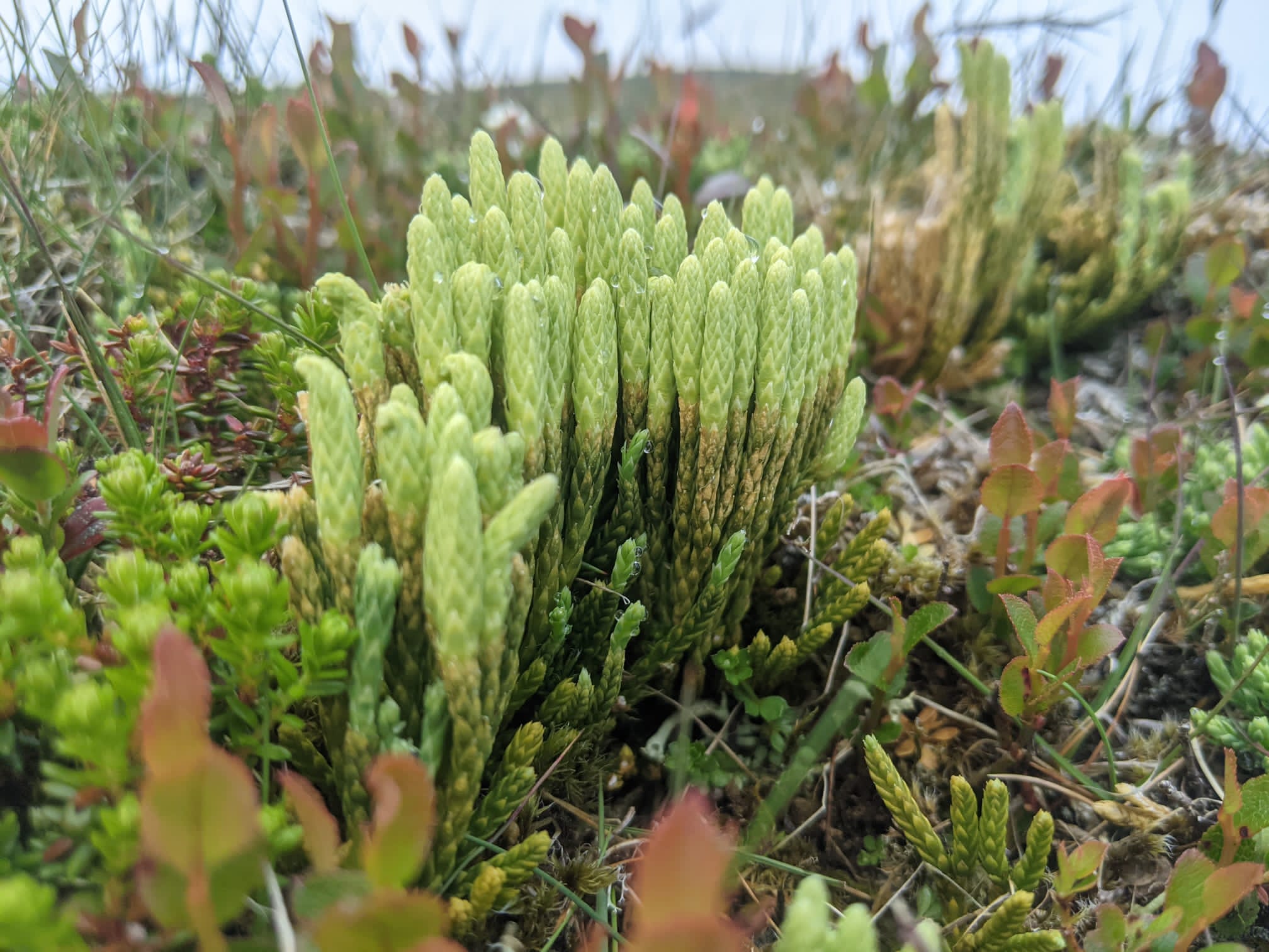 Montane Heath Restoration - Carneddau Landscape Partnership