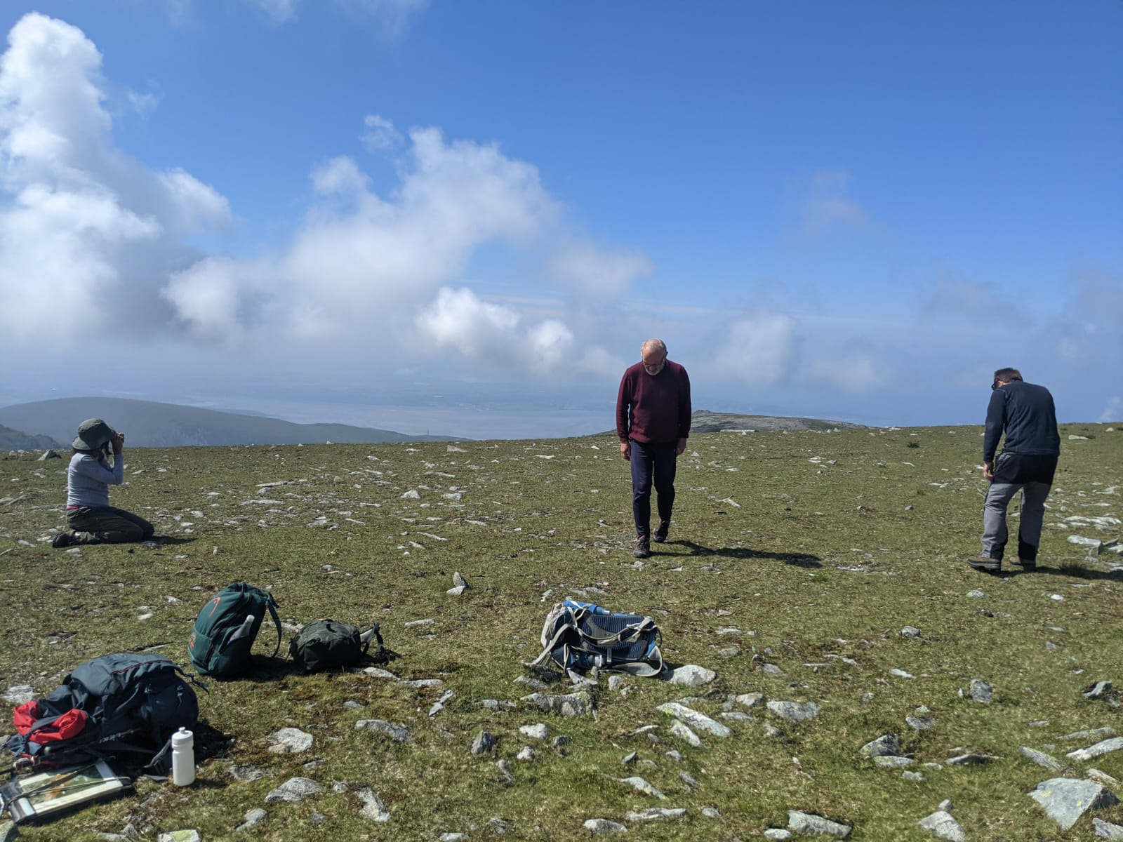 Montane Heath Restoration - Carneddau Landscape Partnership