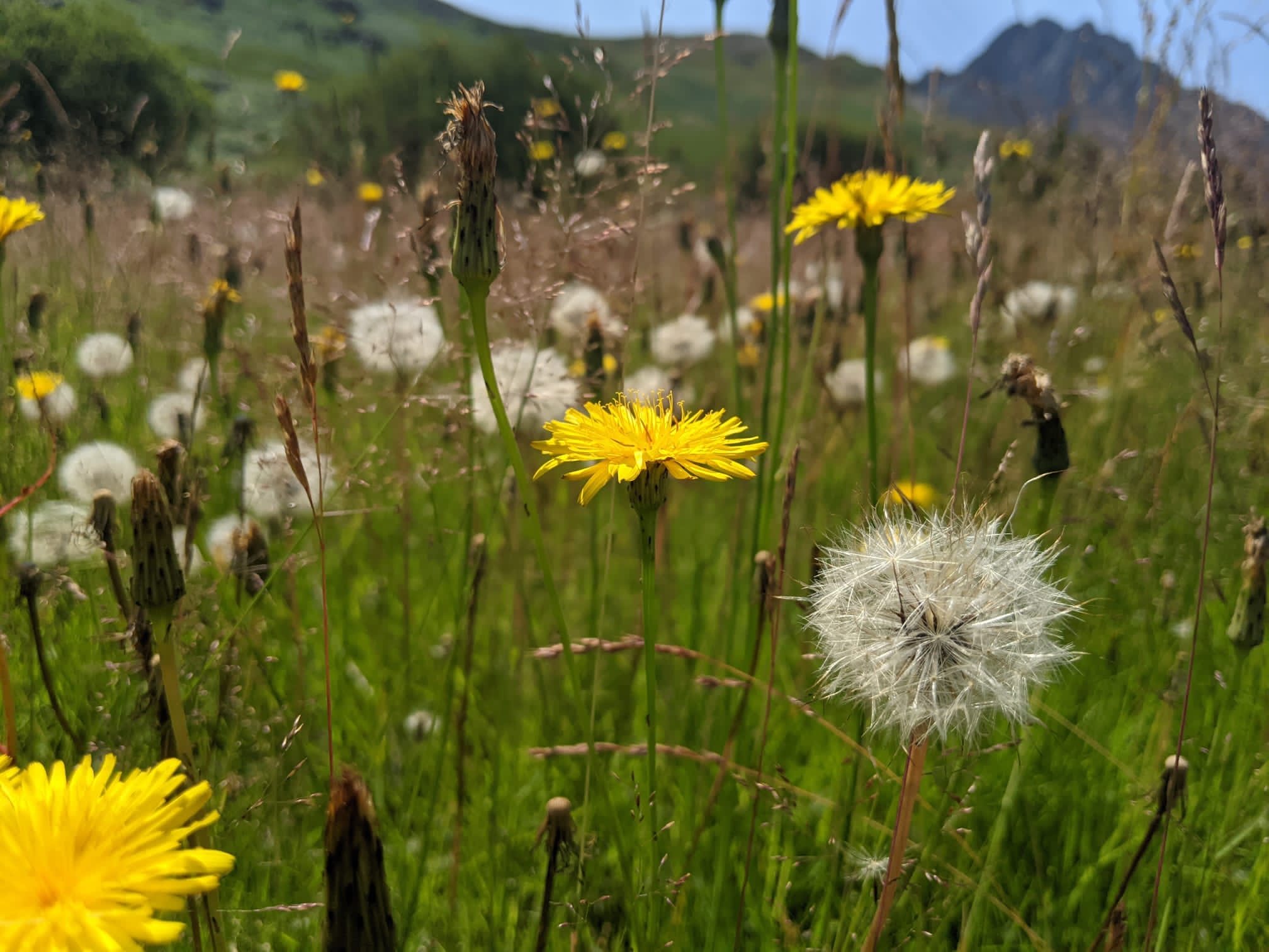 Meadow Restoration - Carneddau Landscape Partnership