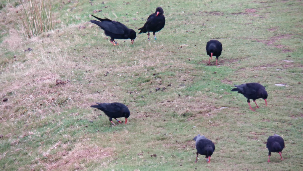 Carneddau Chough Network - Autumn 2022 Newsletter - Carneddau Landscape ...